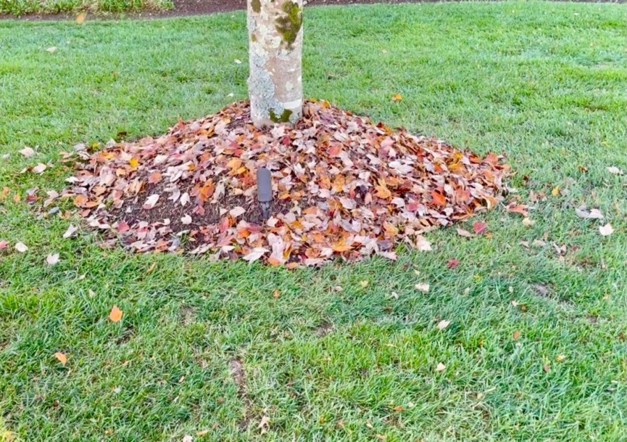 3 WAYS TO DISPOSE OF FALLEN LEAVES - Gardening Life 365