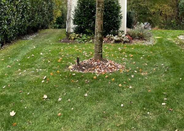 3 WAYS TO DISPOSE OF FALLEN LEAVES - Gardening Life 365